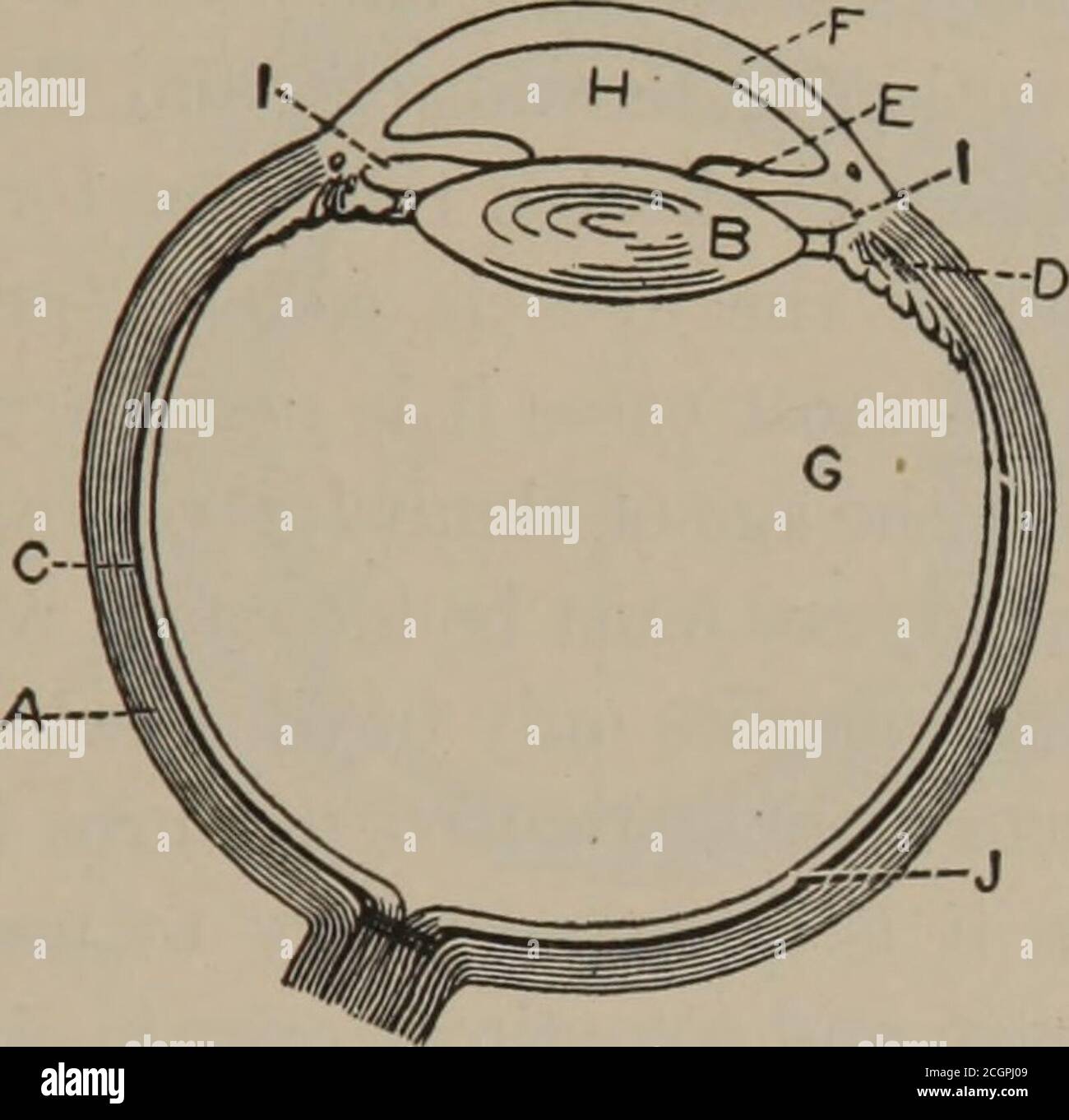 Fovea centralis -Fotos und -Bildmaterial in hoher Auflösung – Alamy