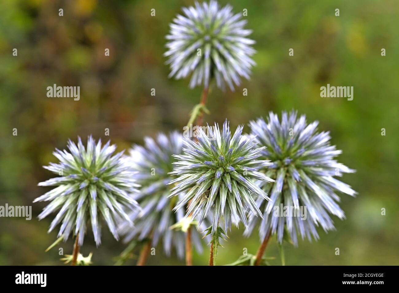 Distel spikes -Fotos und -Bildmaterial in hoher Auflösung – Alamy