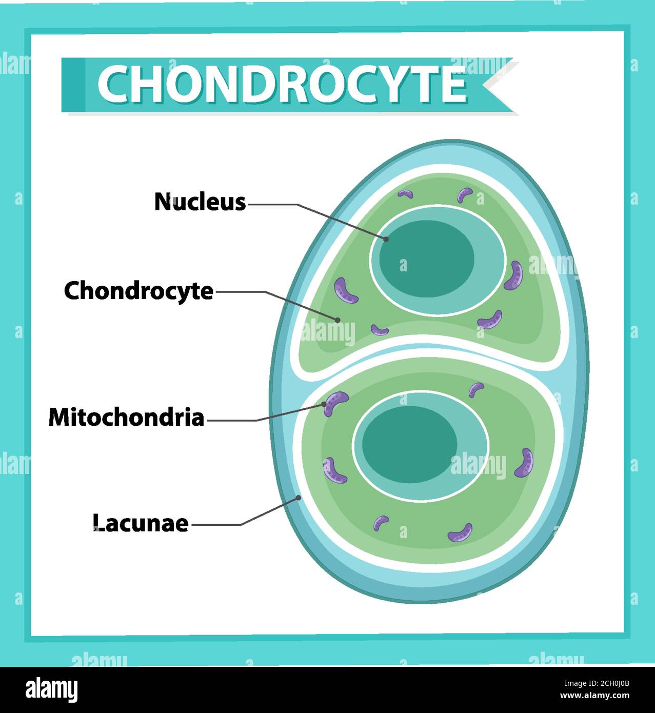 Informatives Plakat der Chondrozyten-Illustration Stock-Vektorgrafik ...