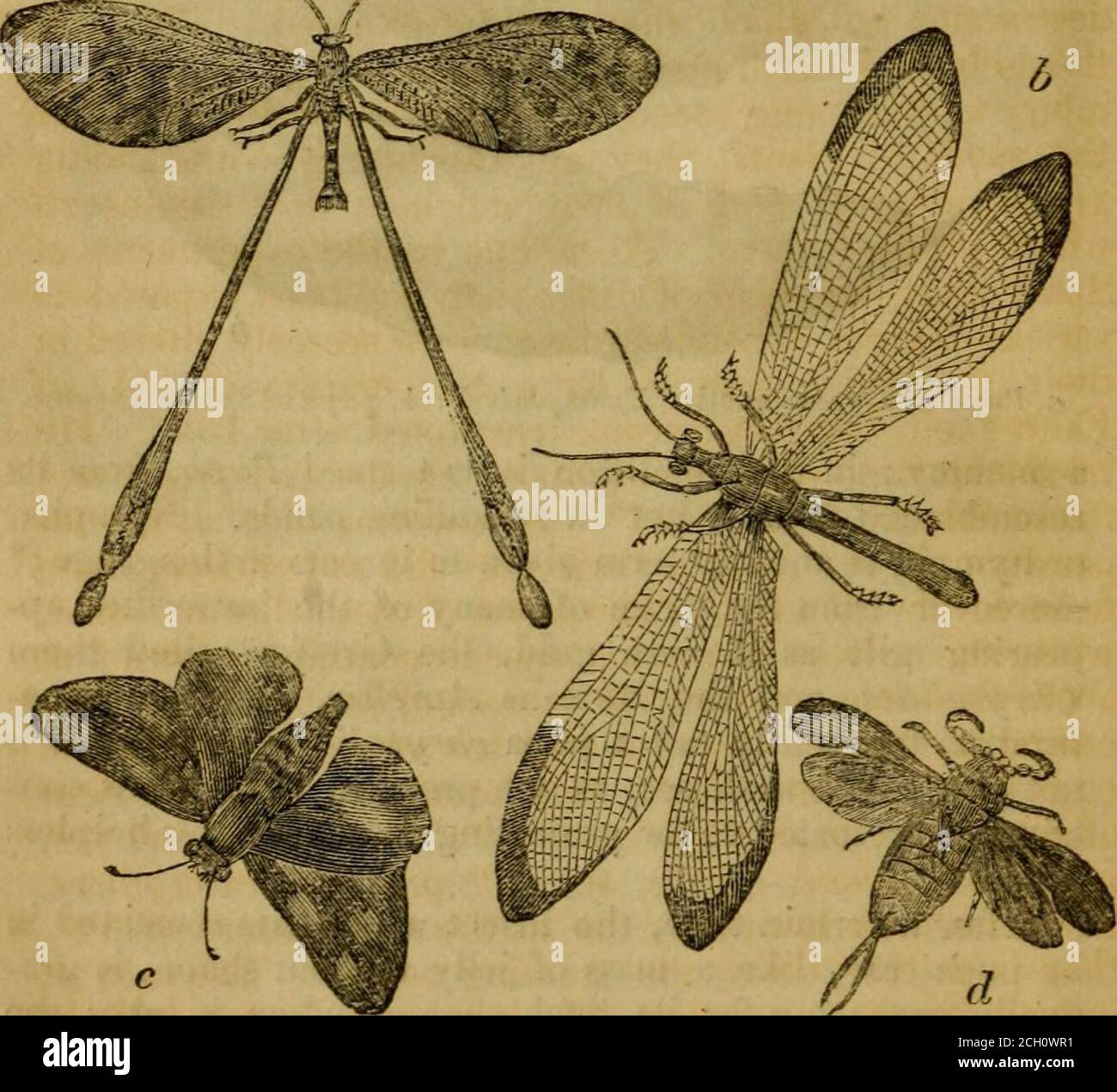 . Insektenarchitektur : zu denen hinzugefügt werden, Miscellanies, auf ...
