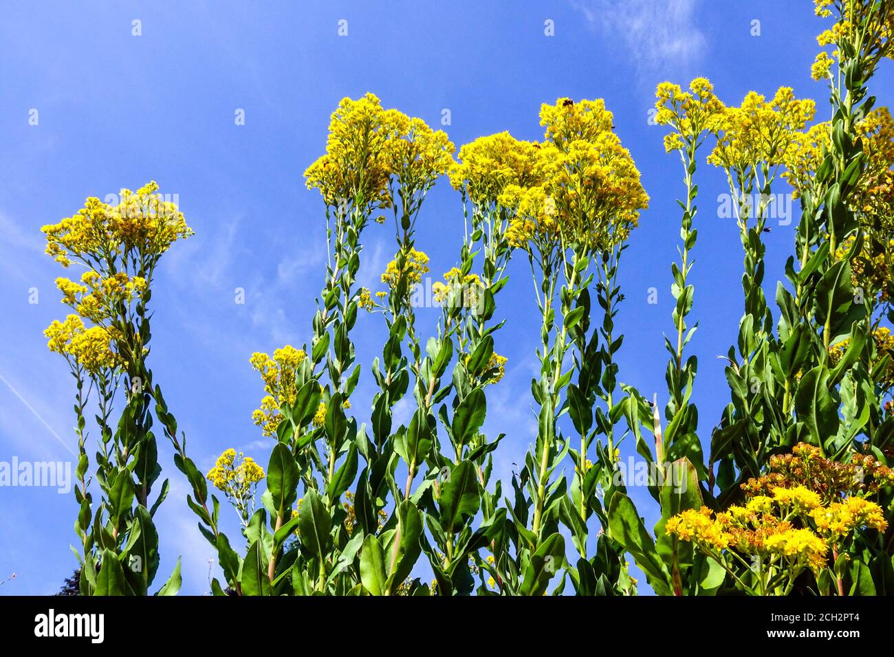 Oligoneuron rigidum solidago rigida -Fotos und -Bildmaterial in hoher ...