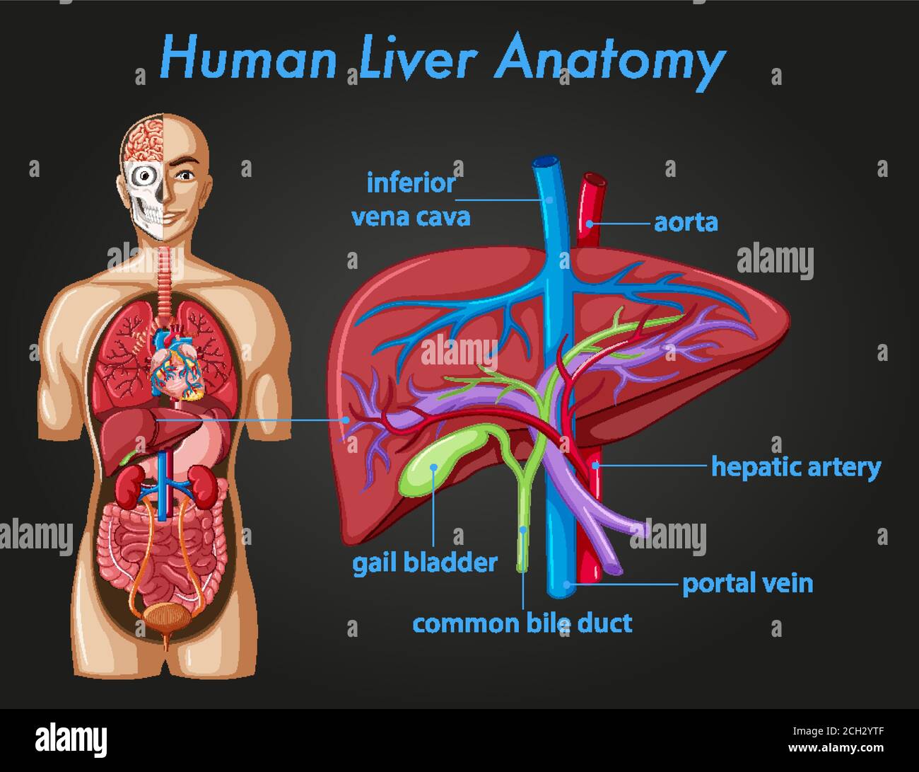 Informationsposter der menschlichen Leber Anatomie Illustration Stock ...