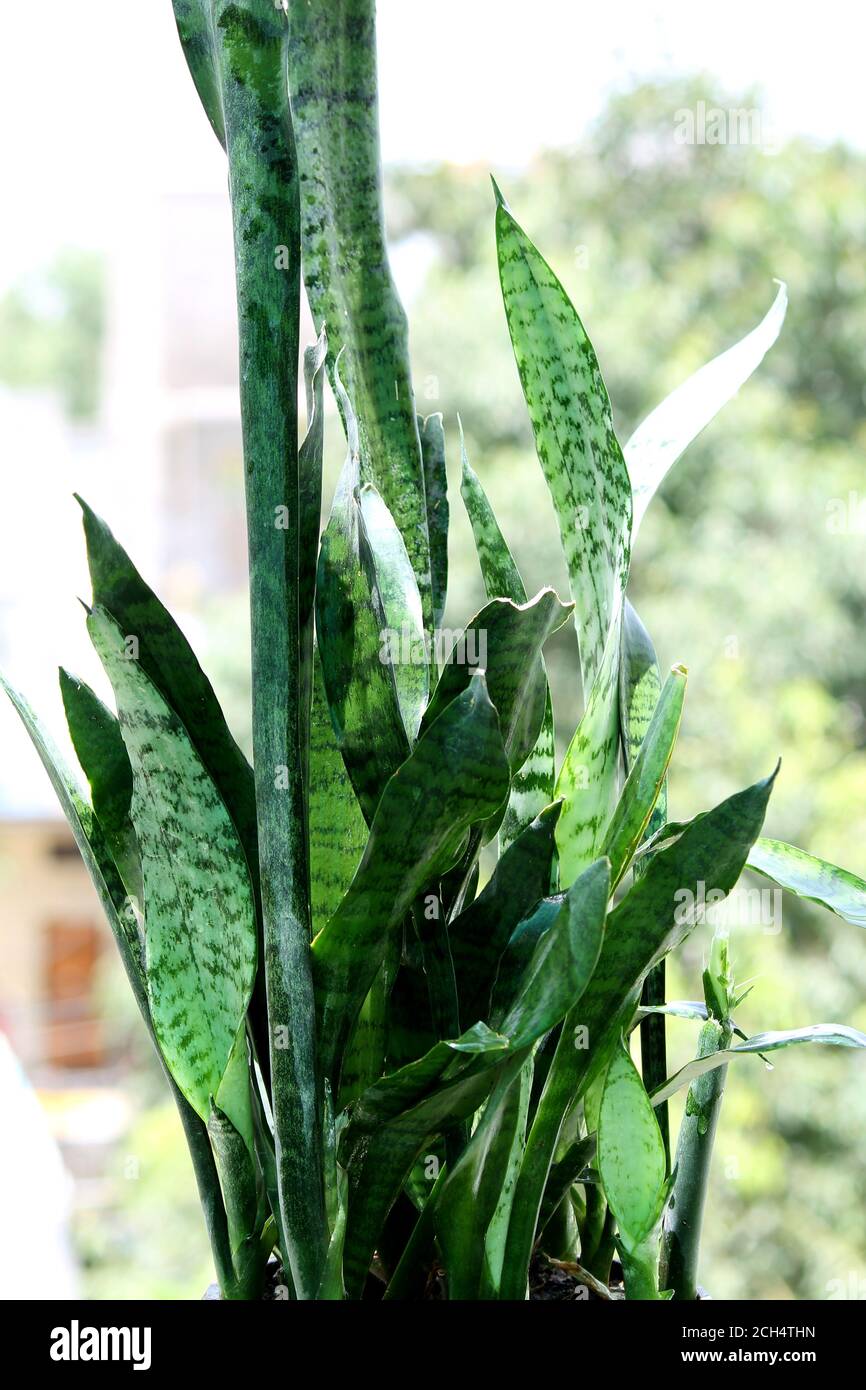 Grüne Blätter von Sansevieria trifasciata, Snake Plant oder Mutter-in ...