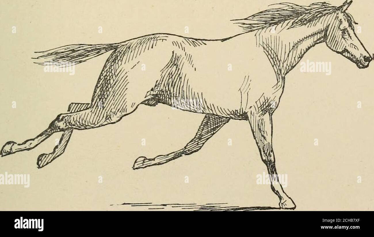 . Das Pferd, in den Ställen und auf dem Feld: Seine Sorten, Management ...