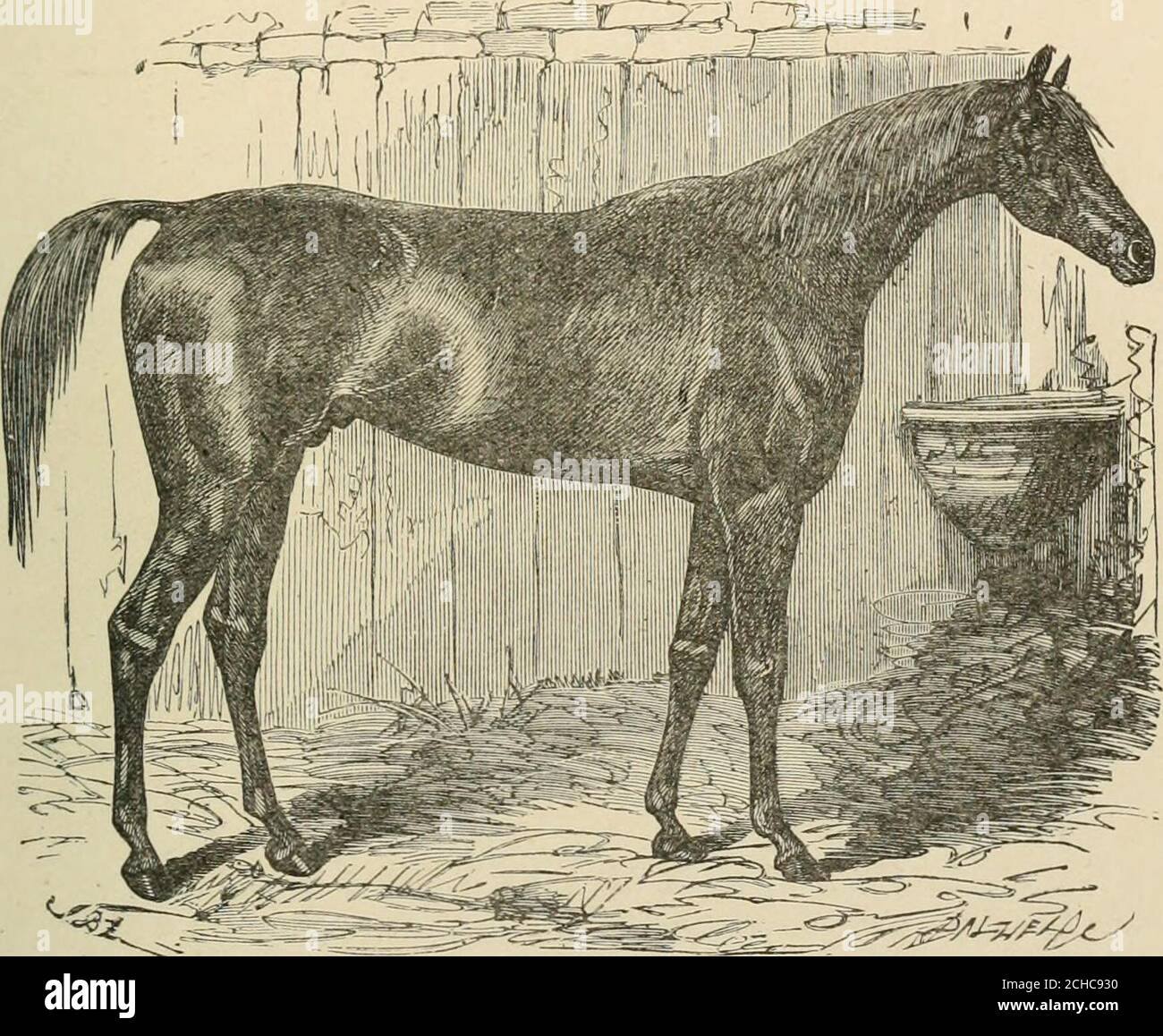 Pferd Anatomie Lunge Stockfotos und -bilder Kaufen - Alamy