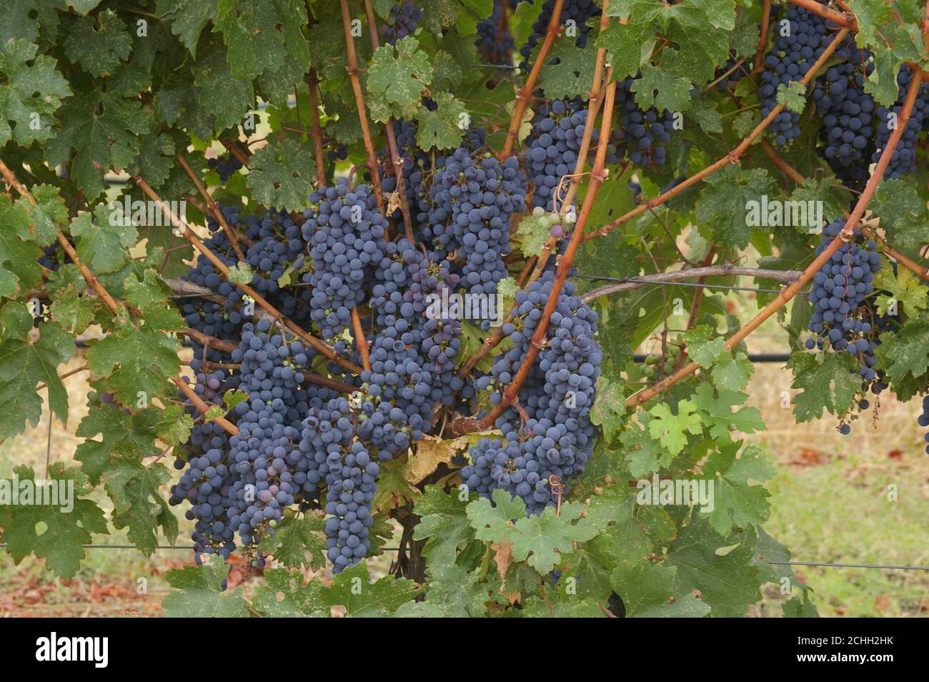 Trebbiano traube -Fotos und -Bildmaterial in hoher Auflösung – Alamy