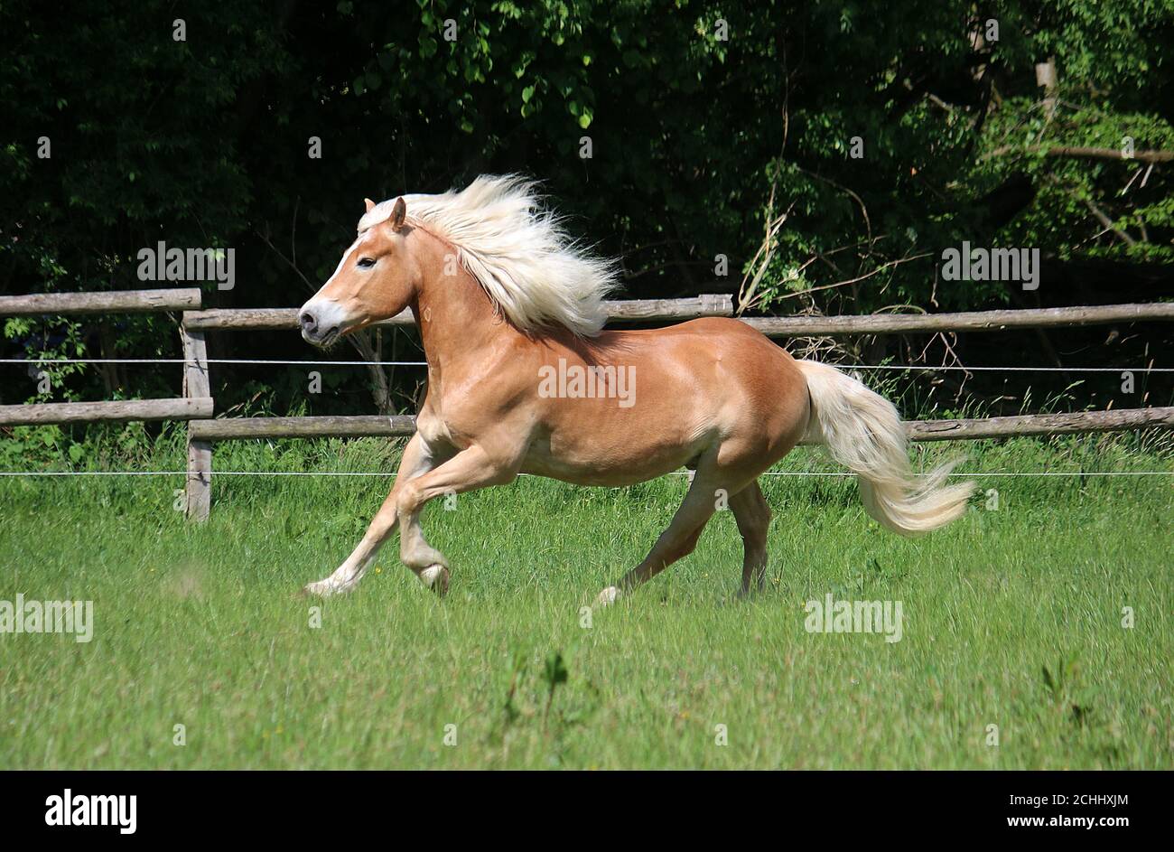 Haflinger pferd im galopp -Fotos und -Bildmaterial in hoher Auflösung – Alamy