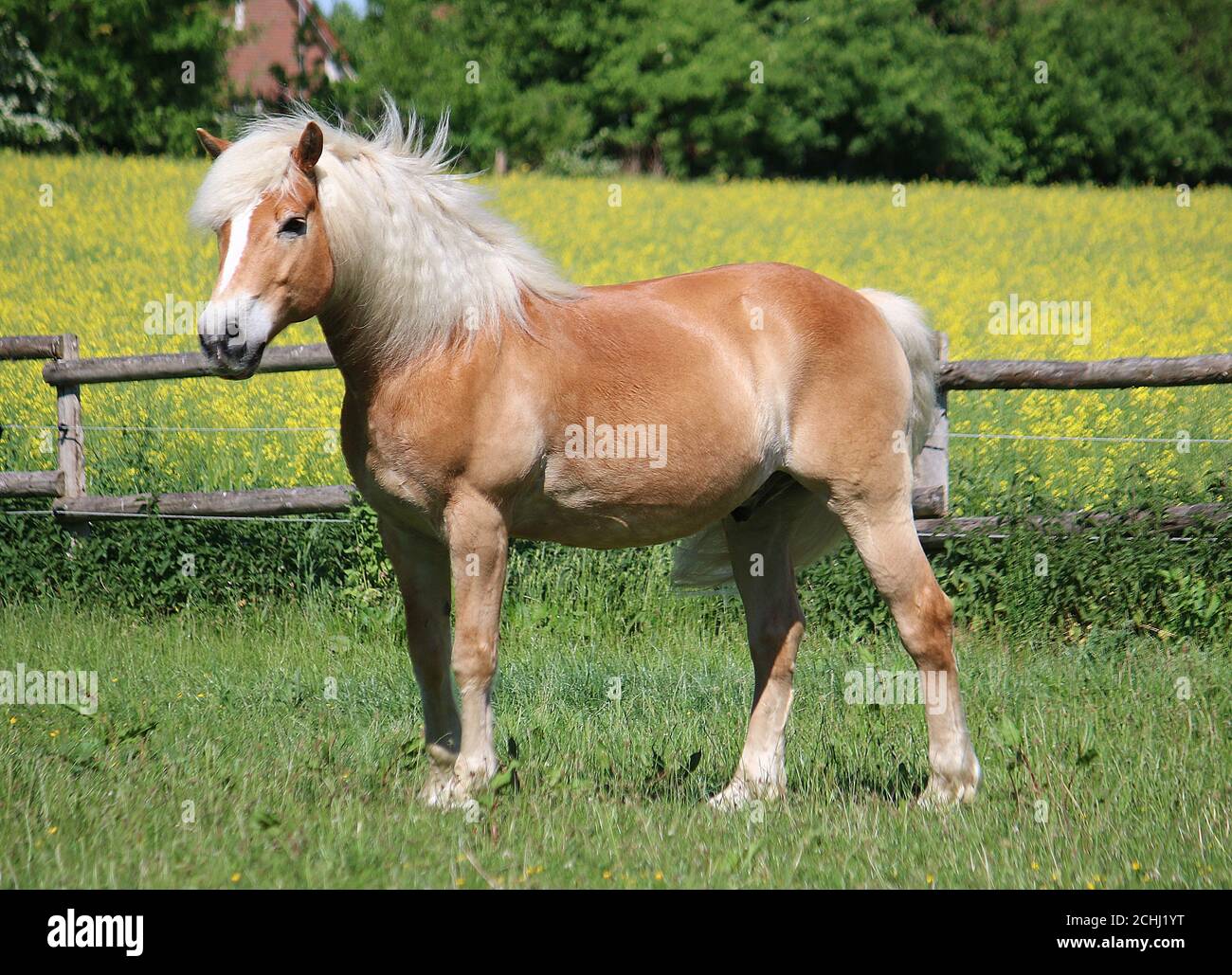 Haflingerpferd im galopp -Fotos und -Bildmaterial in hoher Auflösung ...