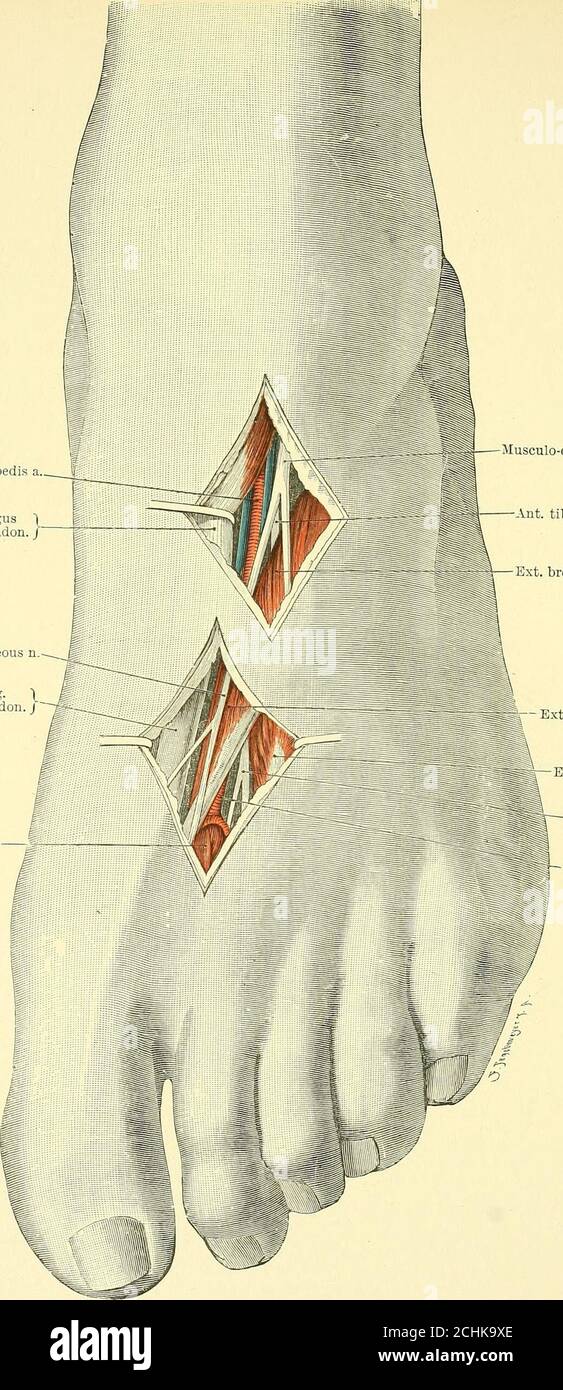 . Textbuch der operativen Chirurgie . ly ist die innerste Sehne des ...
