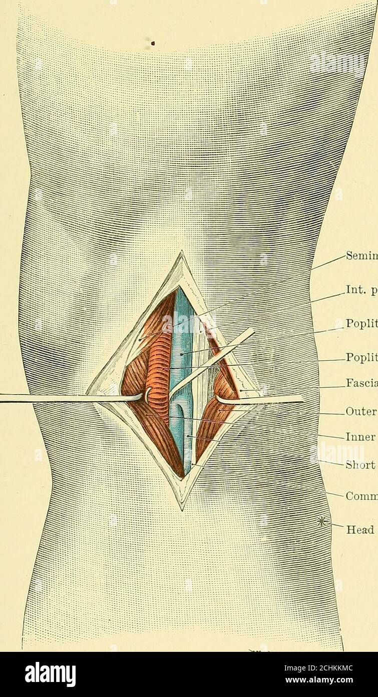 Extensor digitorum communis muscle -Fotos und -Bildmaterial in hoher ...