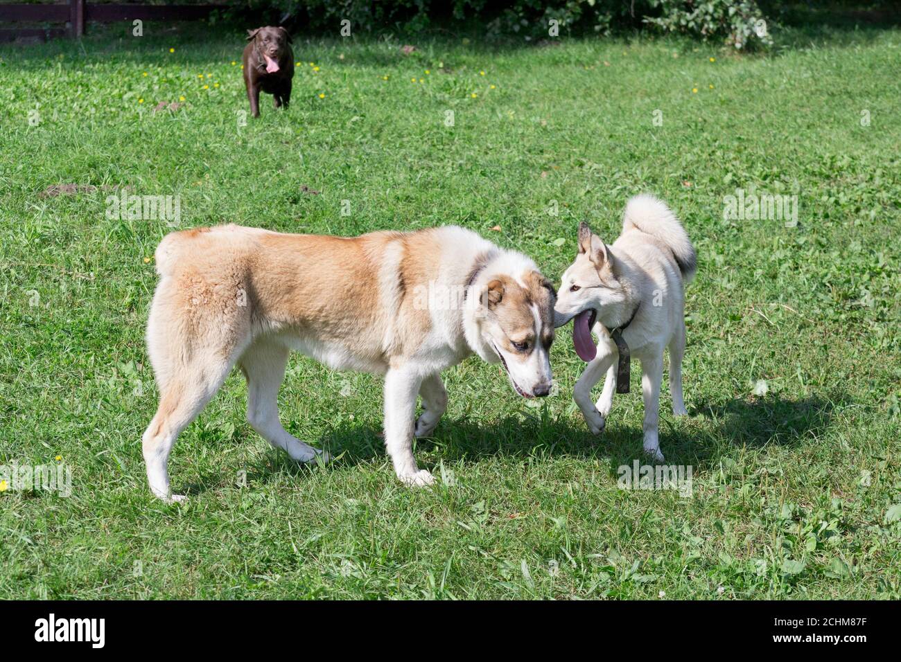 Sibirische laika hunde -Fotos und -Bildmaterial in hoher Auflösung – Alamy