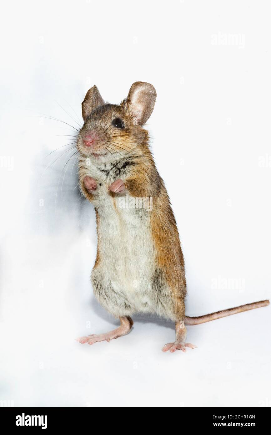 Langschwanz feldmaus apodemus sylvaticus -Fotos und -Bildmaterial in ...