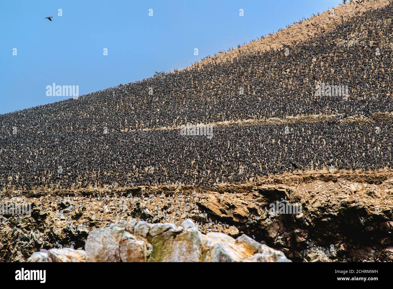 Vogelkolonien, Ballestas-Inseln, Paracas, Paracas National Reserve ...