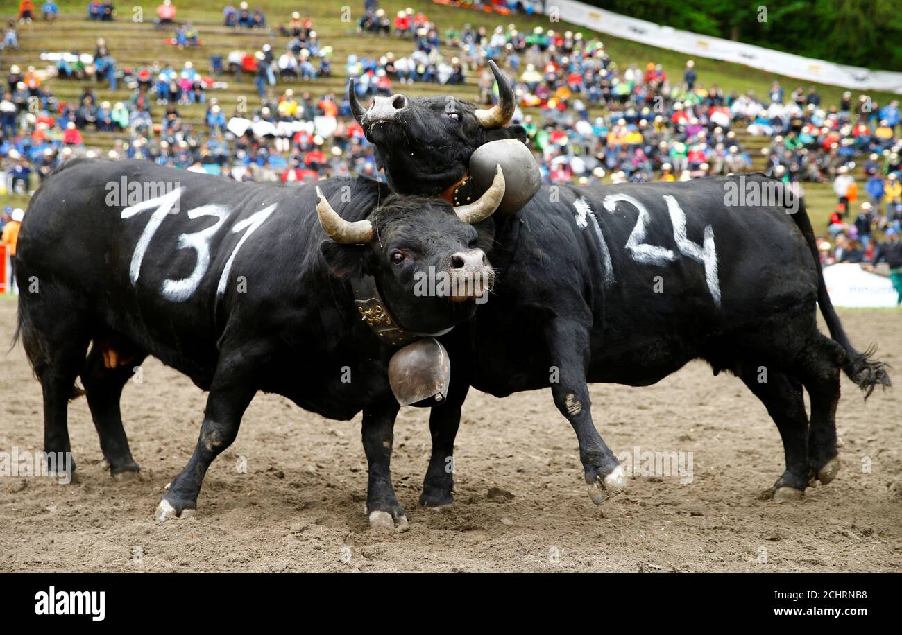 Schweizer Kuhkampf Stockfotos und -bilder Kaufen - Alamy