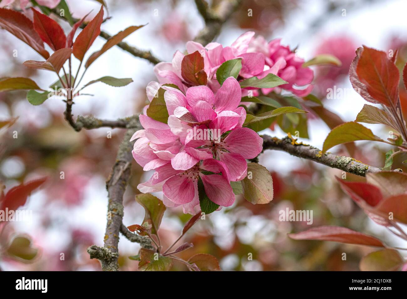 Ornamental apple tree malus red -Fotos und -Bildmaterial in hoher ...
