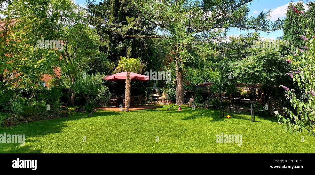 Chinesische Hanfpalme (Trachycarpus fortunei, Trachycarpus excelsa ... Chinesische Hanfpalme (Trachycarpus fortunei, Trachycarpus excelsa ...