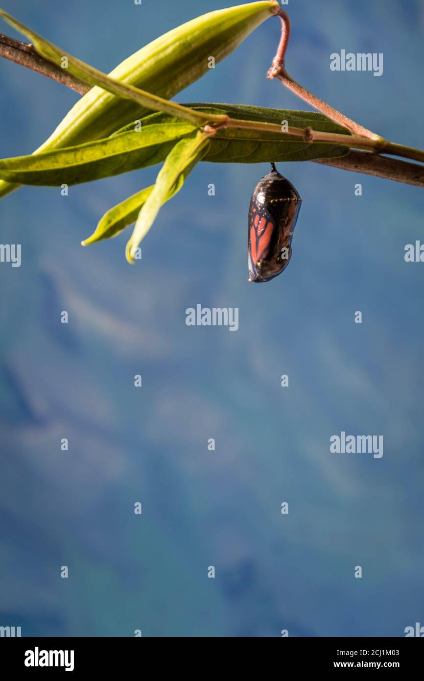 Monarchfalter ei auf milkweed -Fotos und -Bildmaterial in hoher ...