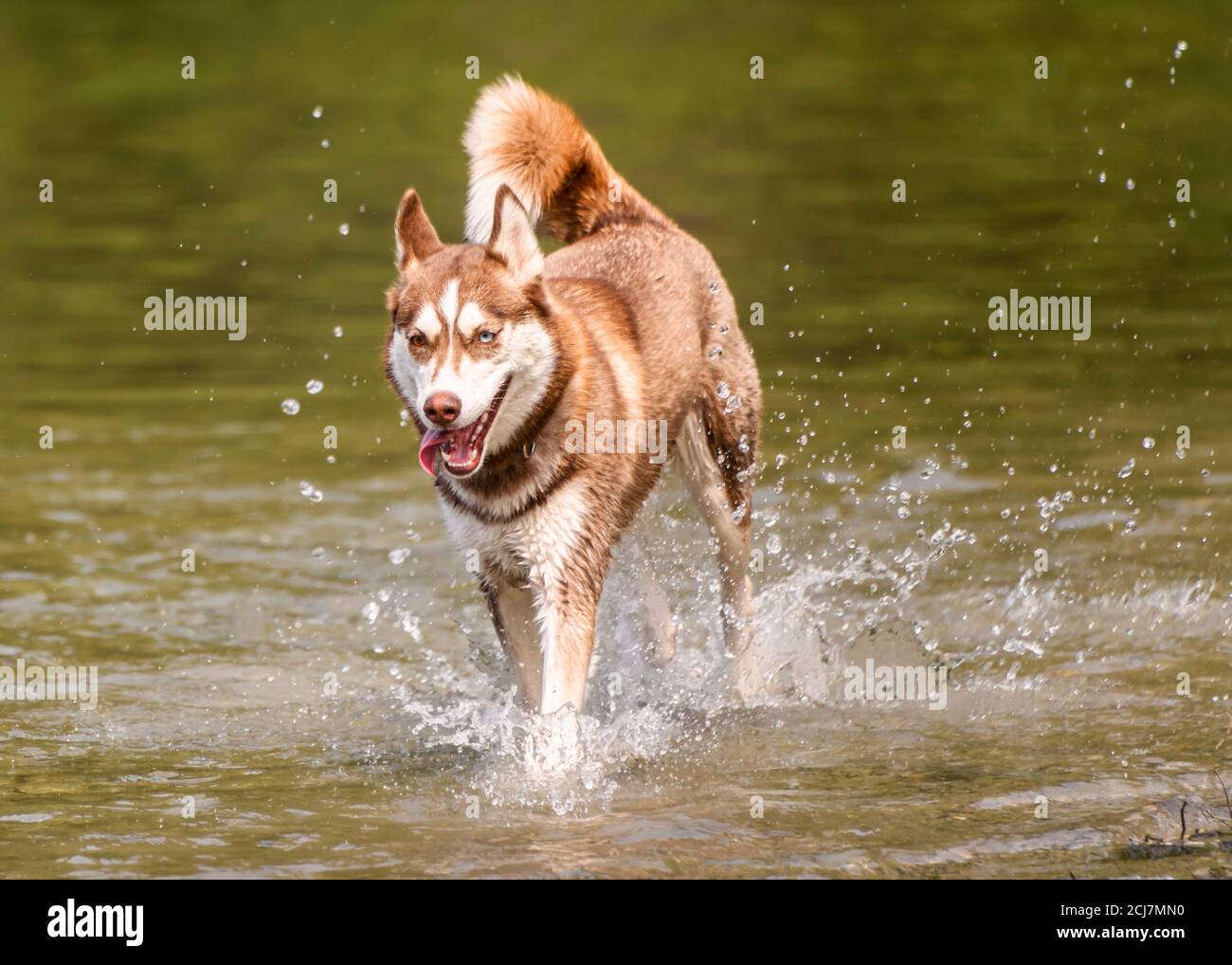 Brown husky -Fotos und -Bildmaterial in hoher Auflösung – Alamy