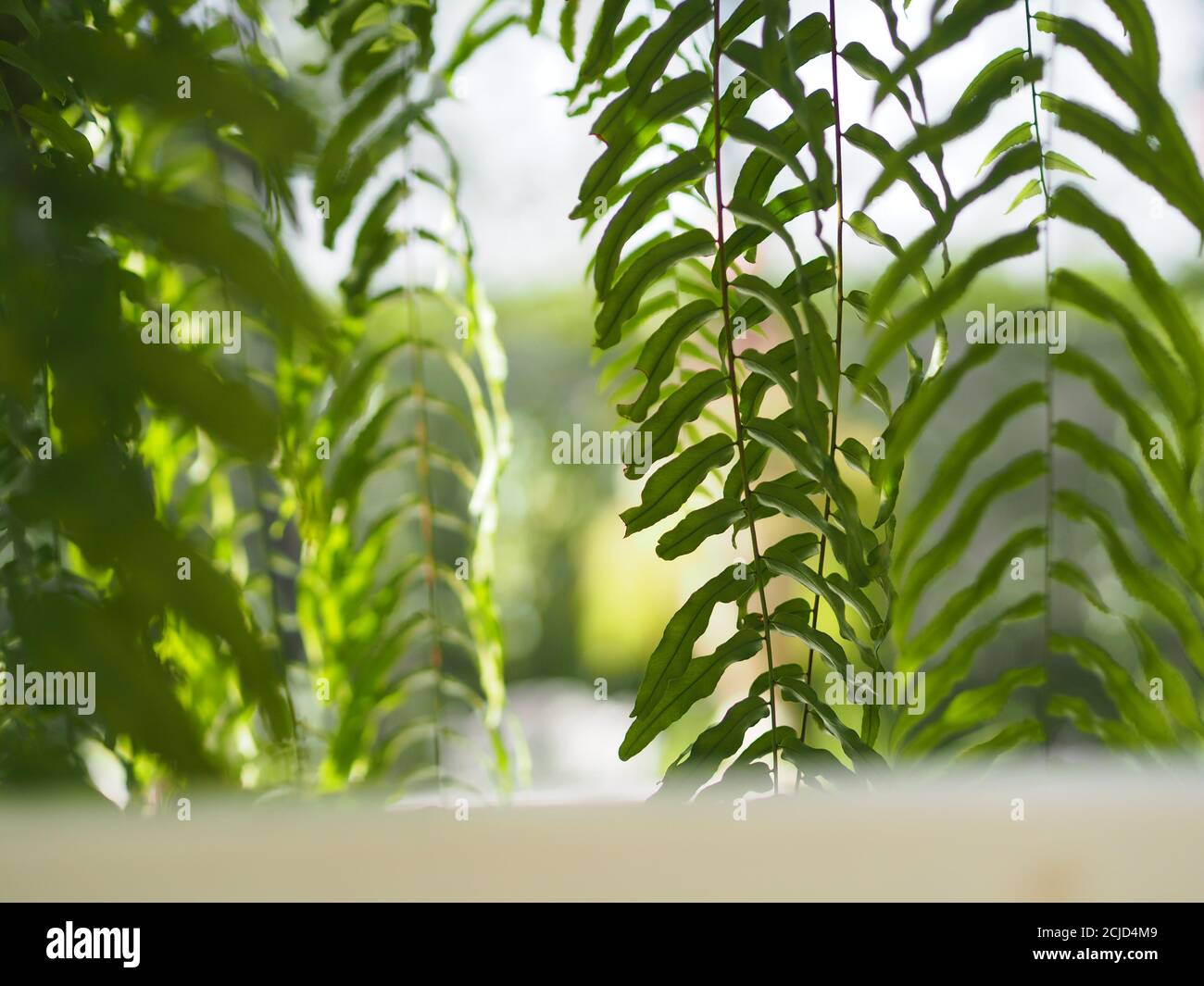 Nephrolepis exaltata variegata -Fotos und -Bildmaterial in hoher ...