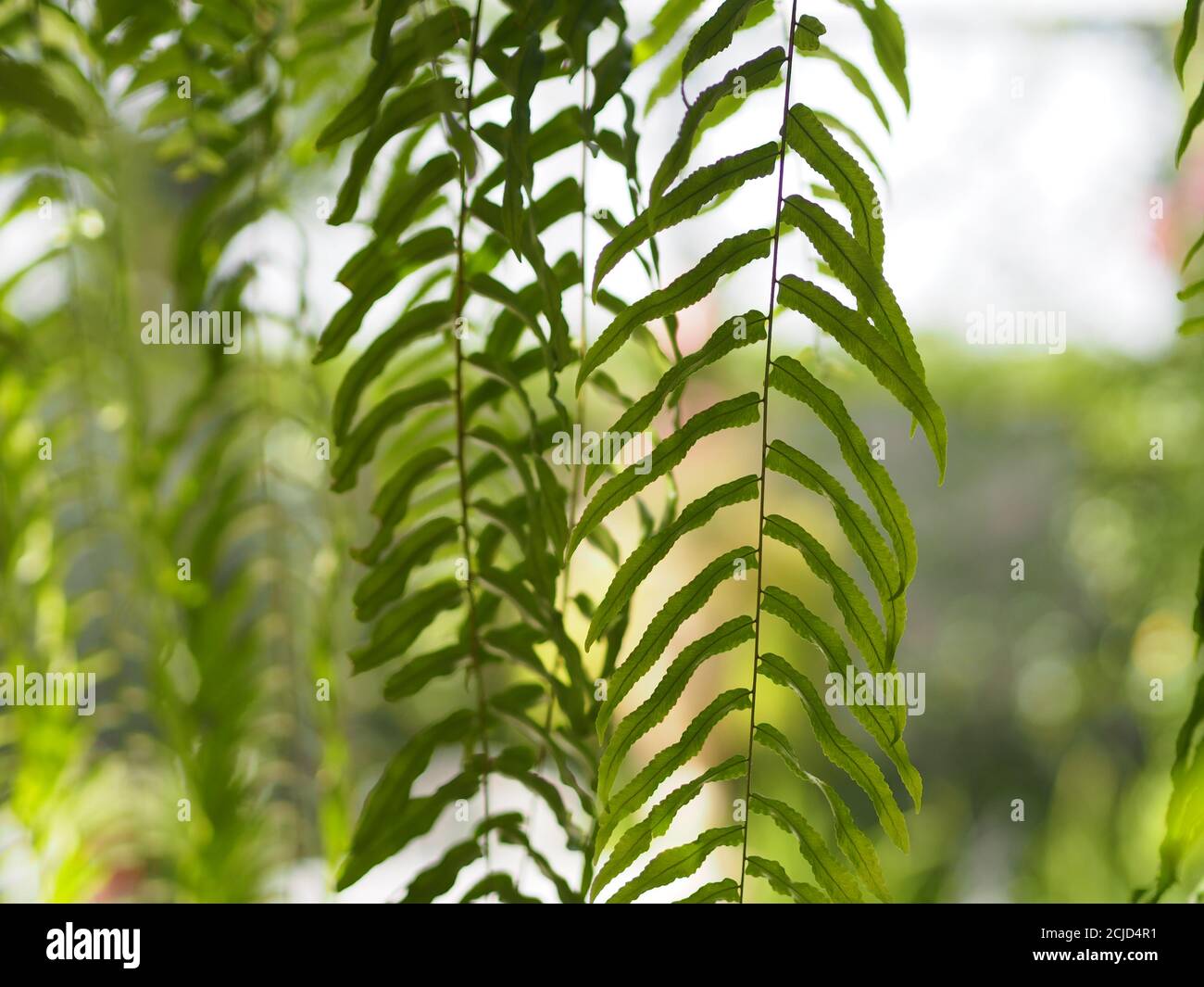 Nephrolepis exaltata variegata -Fotos und -Bildmaterial in hoher ...