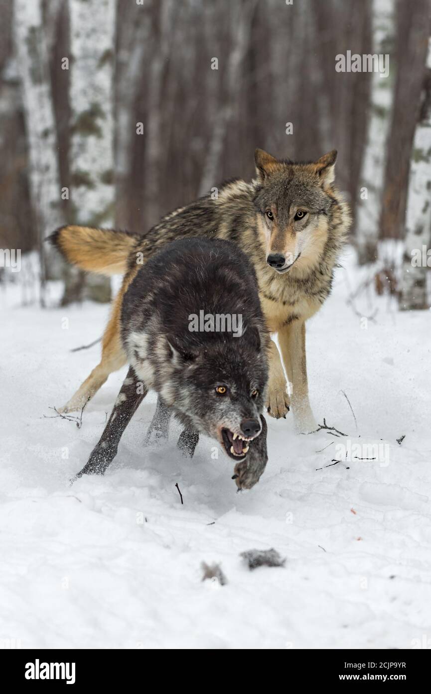 Snarling gray wolf -Fotos und -Bildmaterial in hoher Auflösung – Alamy