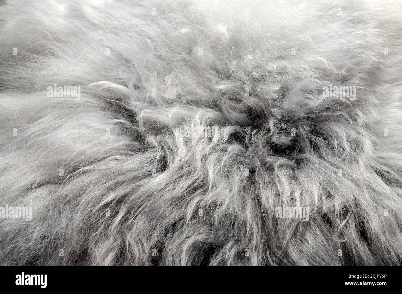 Tiere mit grauem fell -Fotos und -Bildmaterial in hoher Auflösung – Alamy