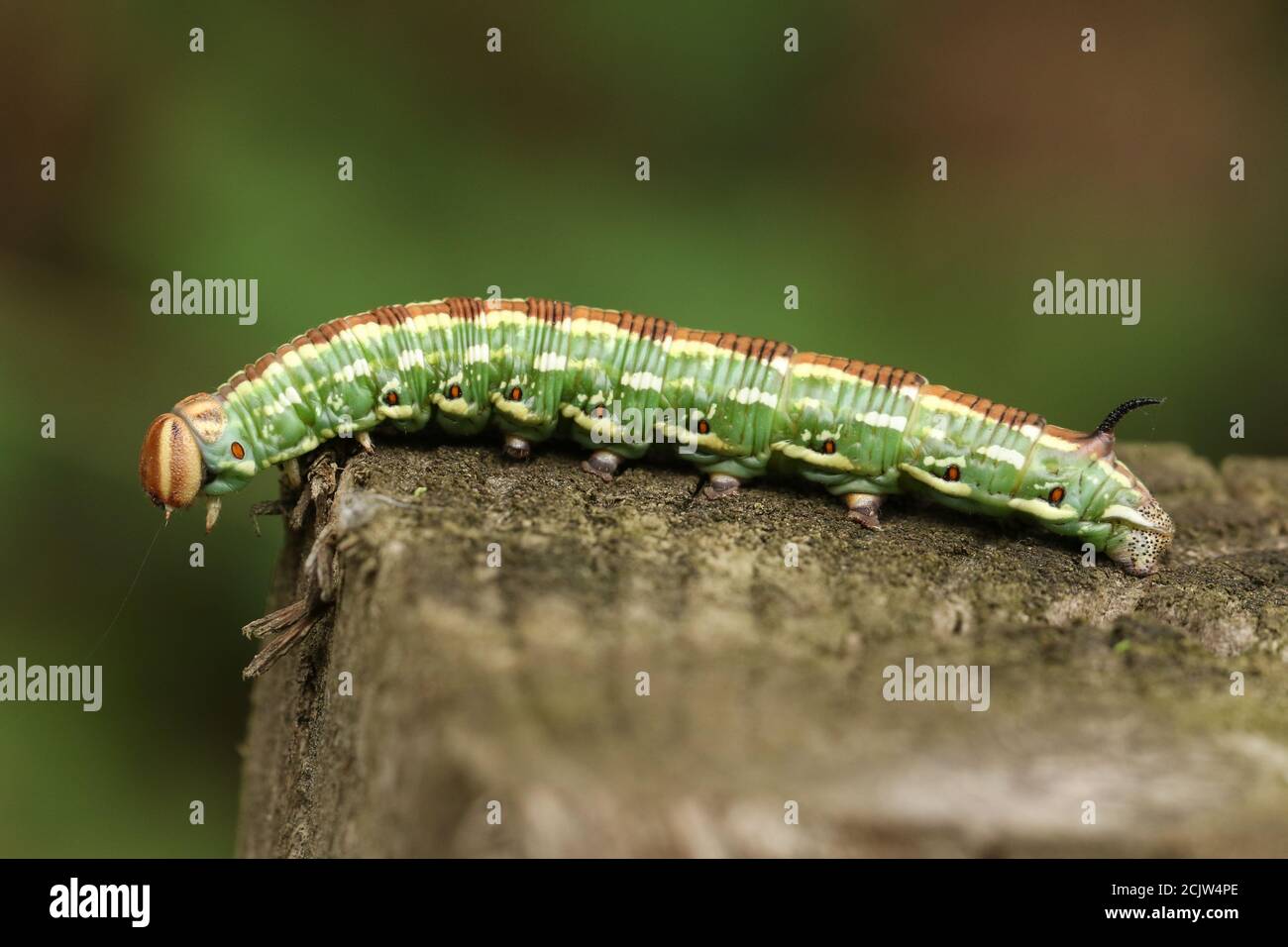 Eine hübsche Pine Hawk-Motte, Sphinx pinastri, die entlang eines ...