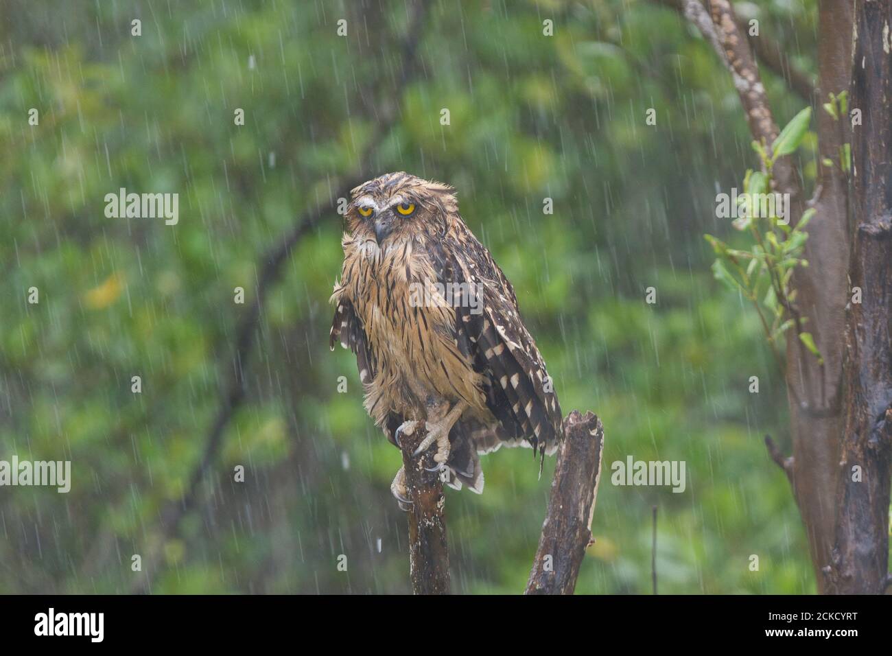 Nasse eule -Fotos und -Bildmaterial in hoher Auflösung – Alamy