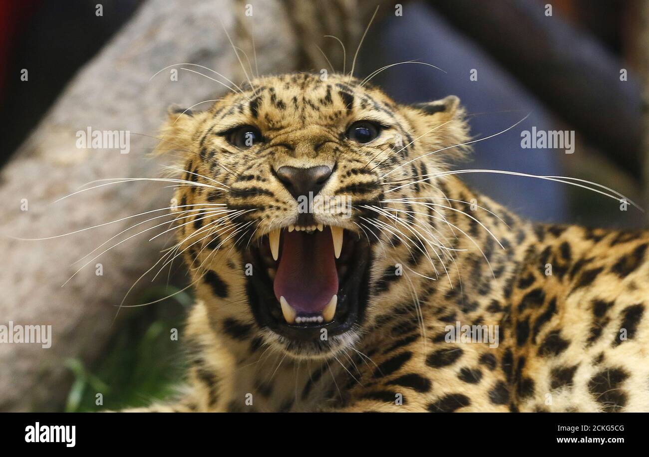 Siberian Leopard Stockfotos und -bilder Kaufen - Alamy