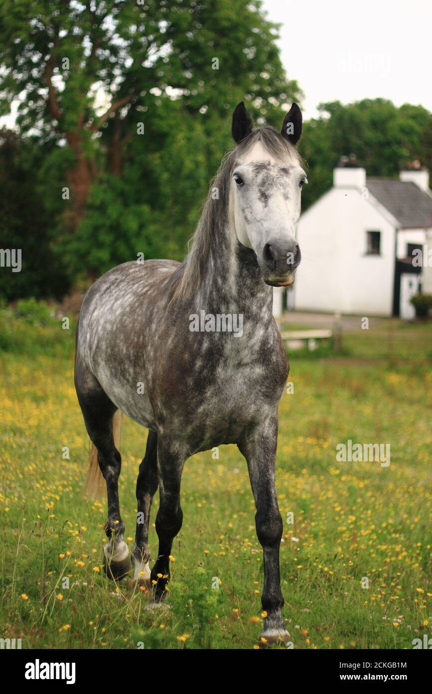 Irische pferde irland -Fotos und -Bildmaterial in hoher Auflösung – Alamy