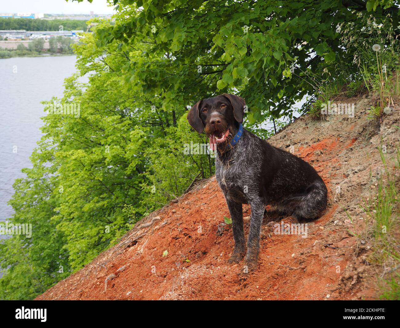 Jagdhund der deutschen Rasse mit Bart. Farbe braun glatt-behaart, starr ...