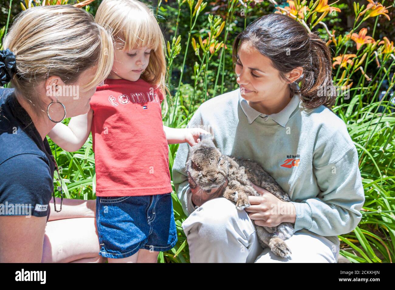 Petting zoo rabbit -Fotos und -Bildmaterial in hoher Auflösung – Alamy