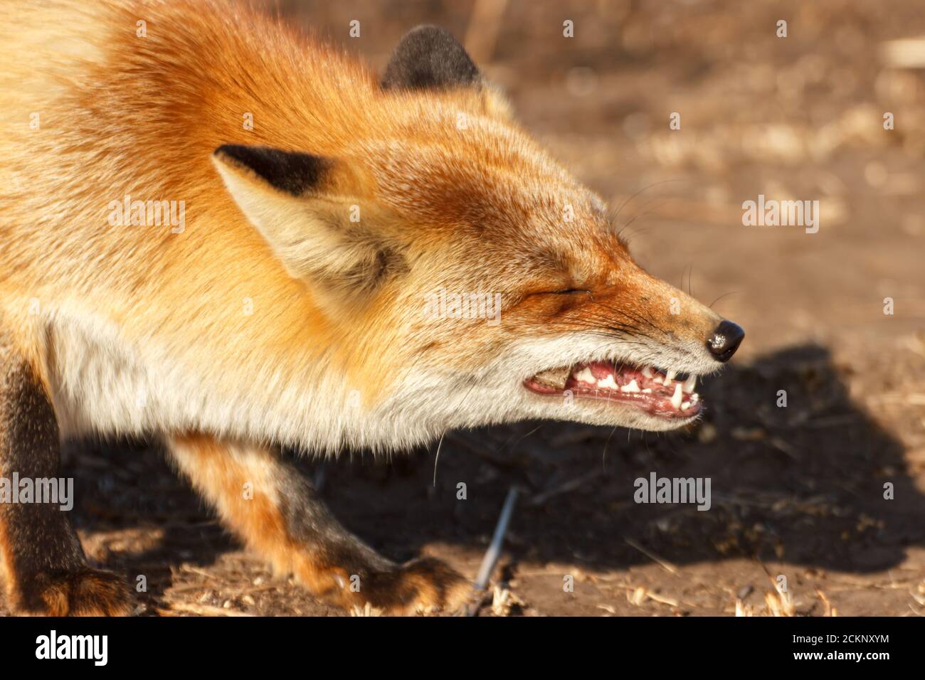 Nahaufnahme fuchs -Fotos und -Bildmaterial in hoher Auflösung – Alamy