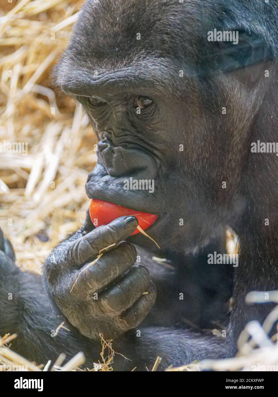Züricher zoo -Fotos und -Bildmaterial in hoher Auflösung - Seite 3 - Alamy
