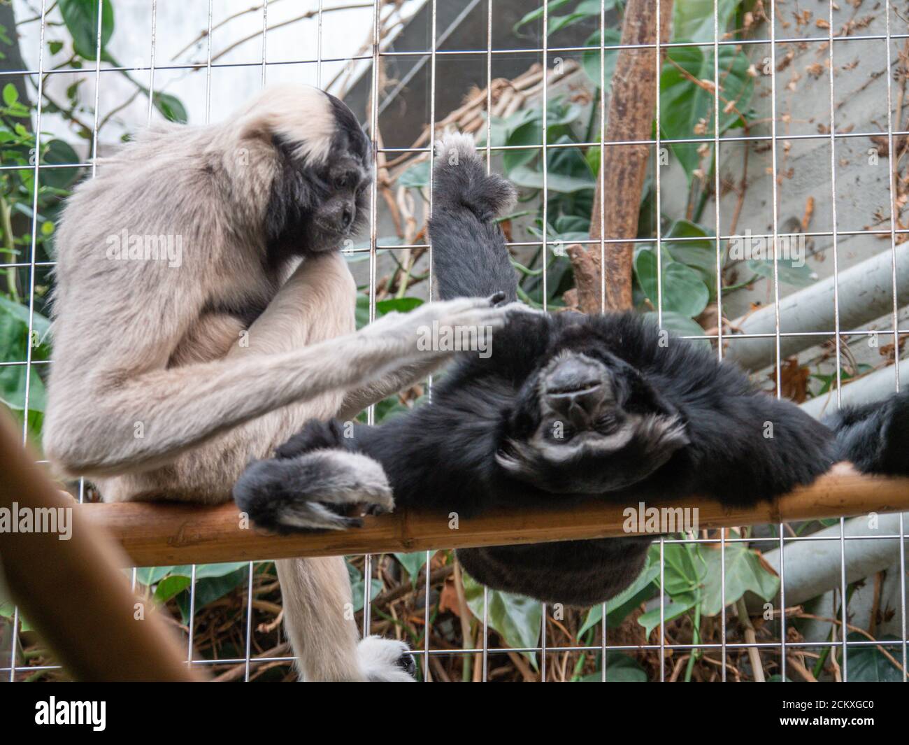 Züricher zoo -Fotos und -Bildmaterial in hoher Auflösung - Seite 3 - Alamy