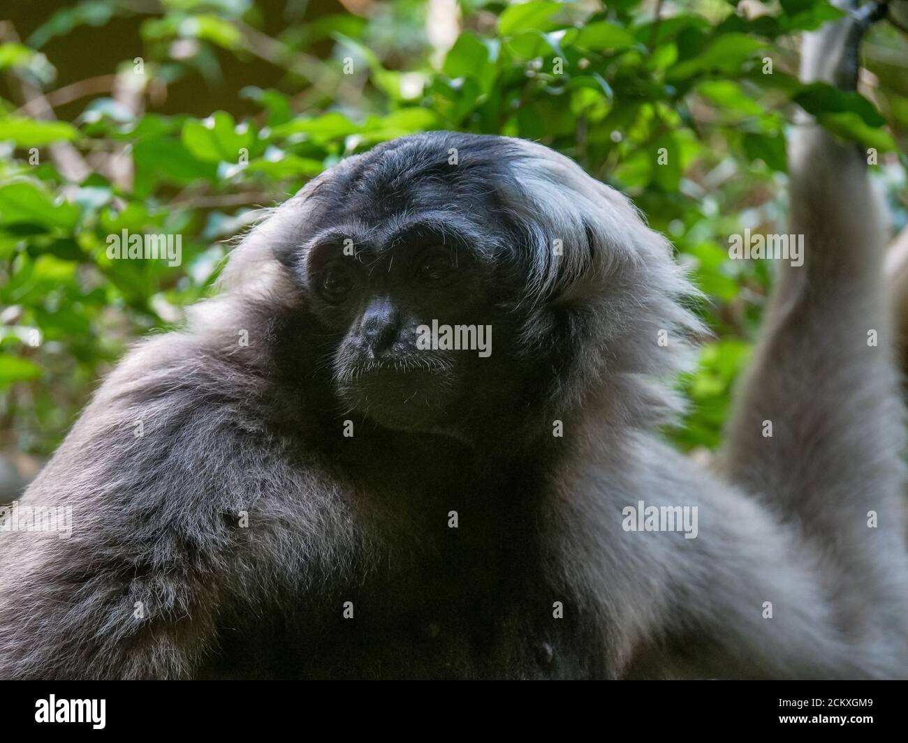 Viele affen -Fotos und -Bildmaterial in hoher Auflösung – Alamy
