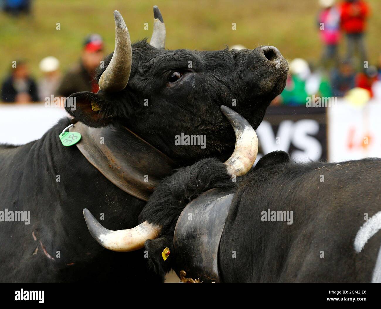 Schweizer Kuhkampf Stockfotos und -bilder Kaufen - Alamy
