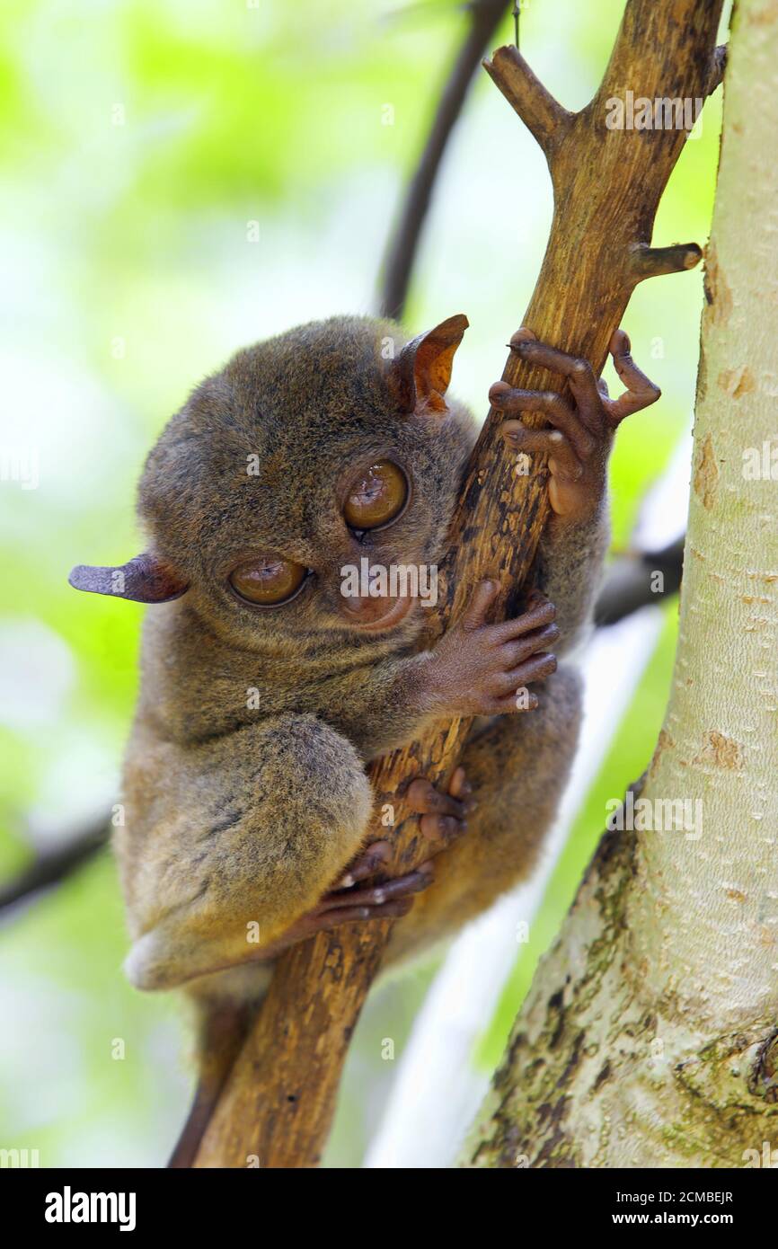 Koboldmaki auf den philippinen -Fotos und -Bildmaterial in hoher ...