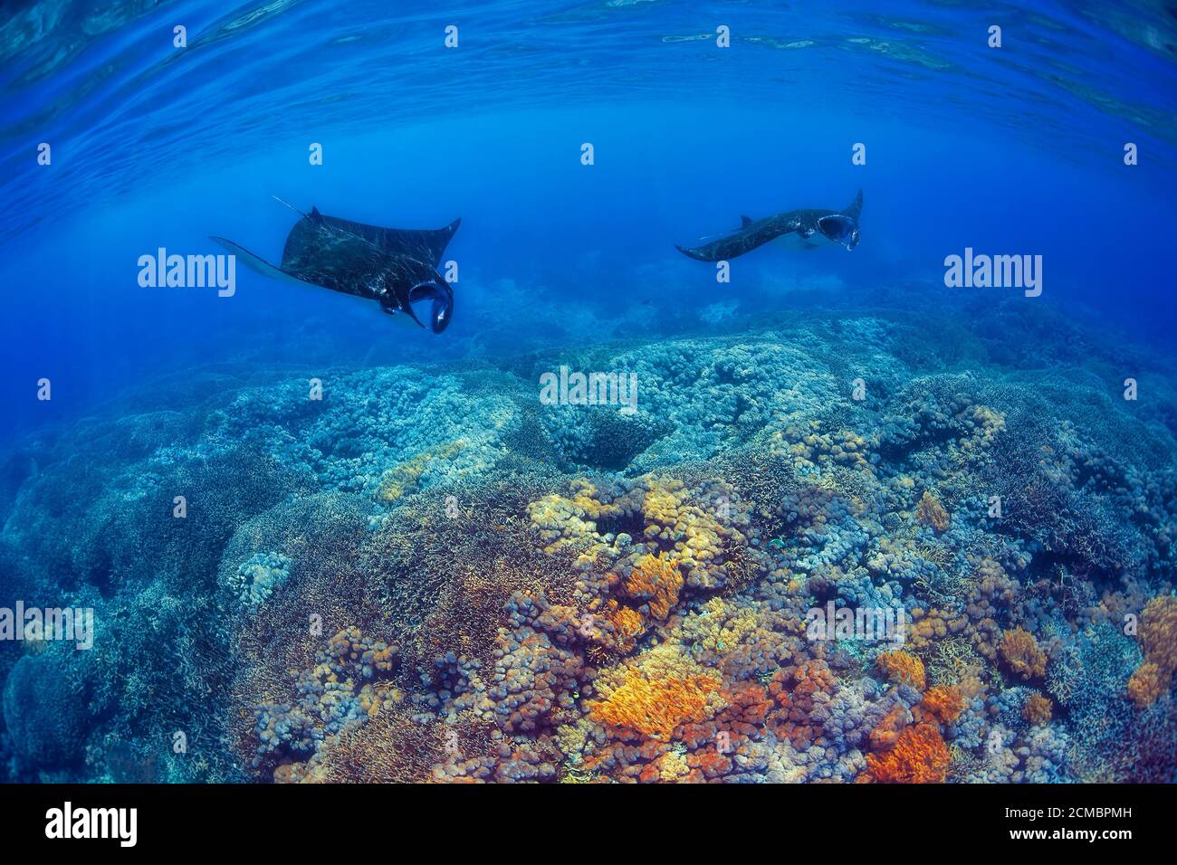Mantas fliegen -Fotos und -Bildmaterial in hoher Auflösung – Alamy
