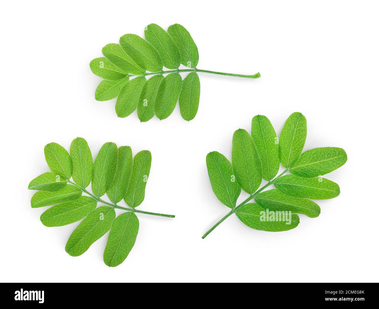 Baum Freigestellt Akazie Stockfotos und -bilder Kaufen - Alamy