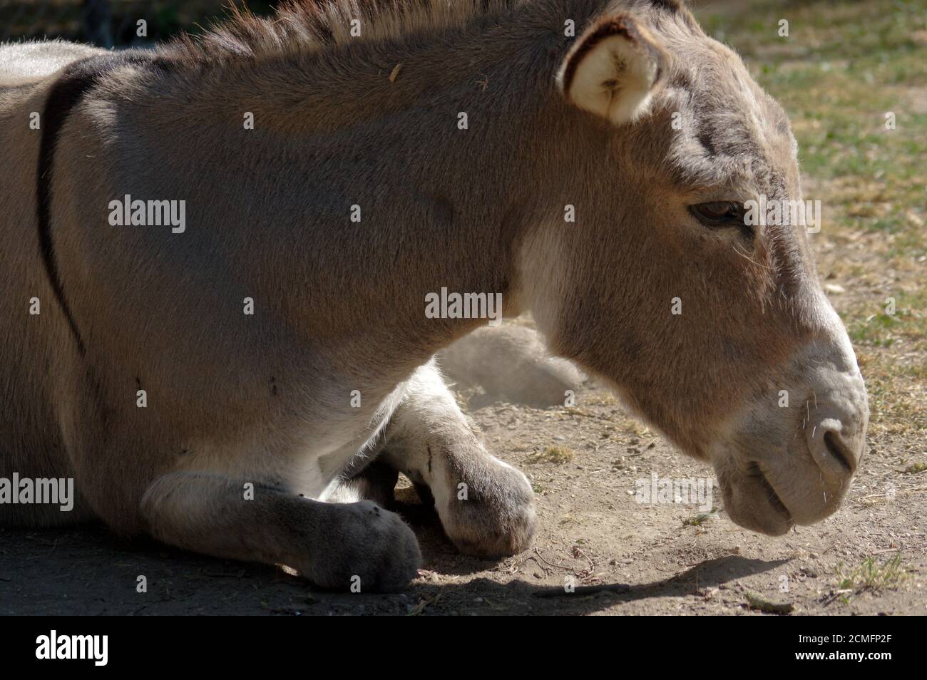 Esel Liegend Stockfotos und -bilder Kaufen - Alamy