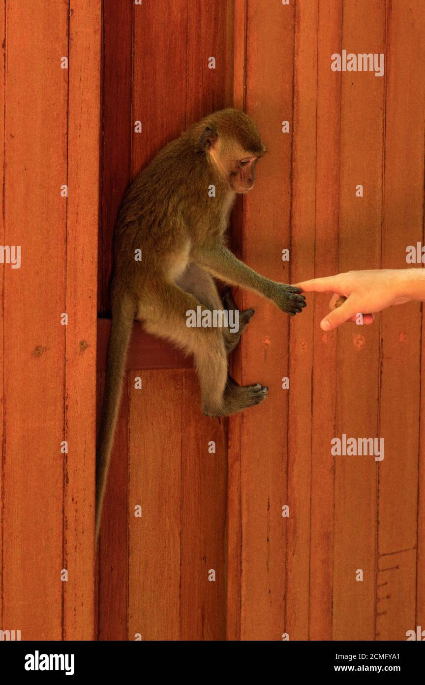 Affe und menschliche hand -Fotos und -Bildmaterial in hoher Auflösung ...