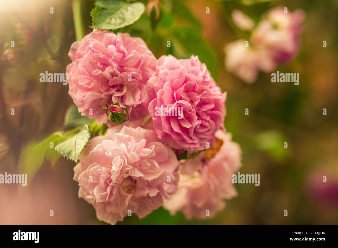 Pfingstrose Blumen Stockfotos und -bilder Kaufen - Alamy