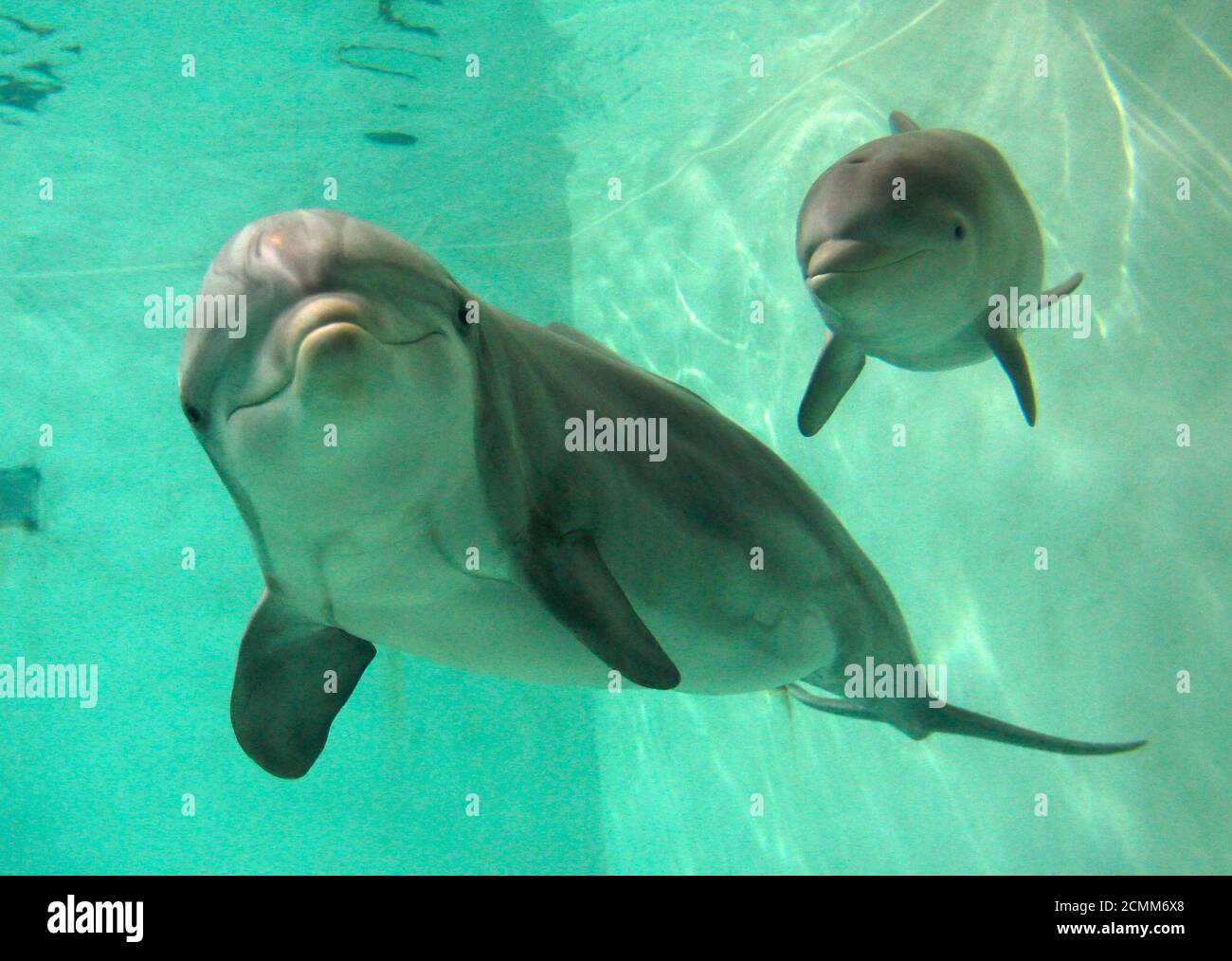 Duisburg zoo -Fotos und -Bildmaterial in hoher Auflösung – Alamy