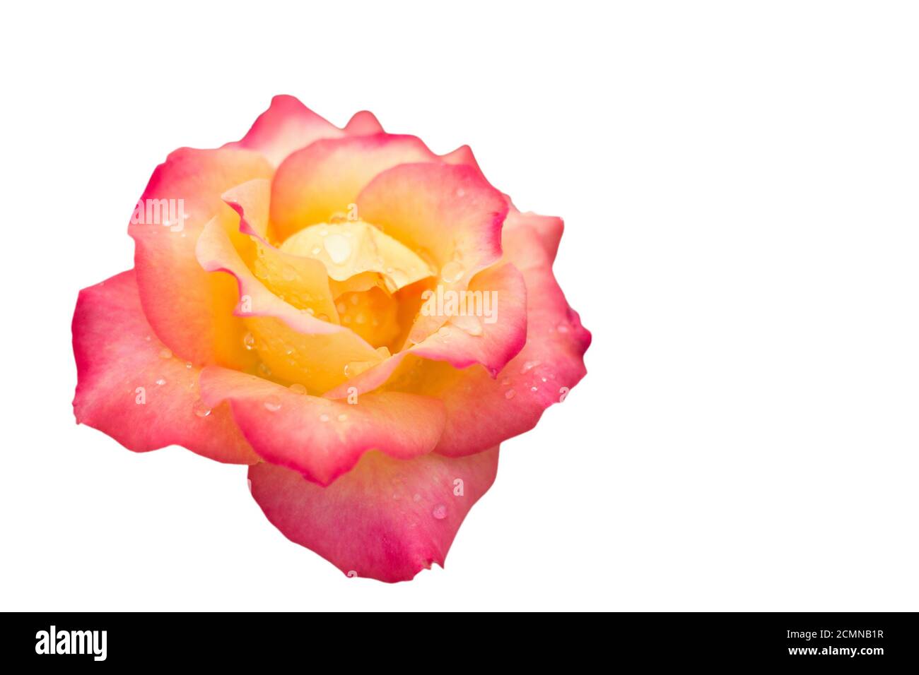 Red flower hybrid tea rose Ausgeschnittene Stockfotos und -bilder - Alamy