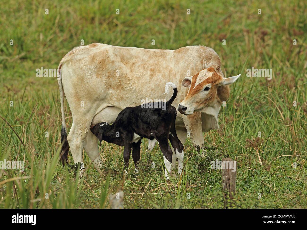 Kuh mit kalb saugen -Fotos und -Bildmaterial in hoher Auflösung – Alamy