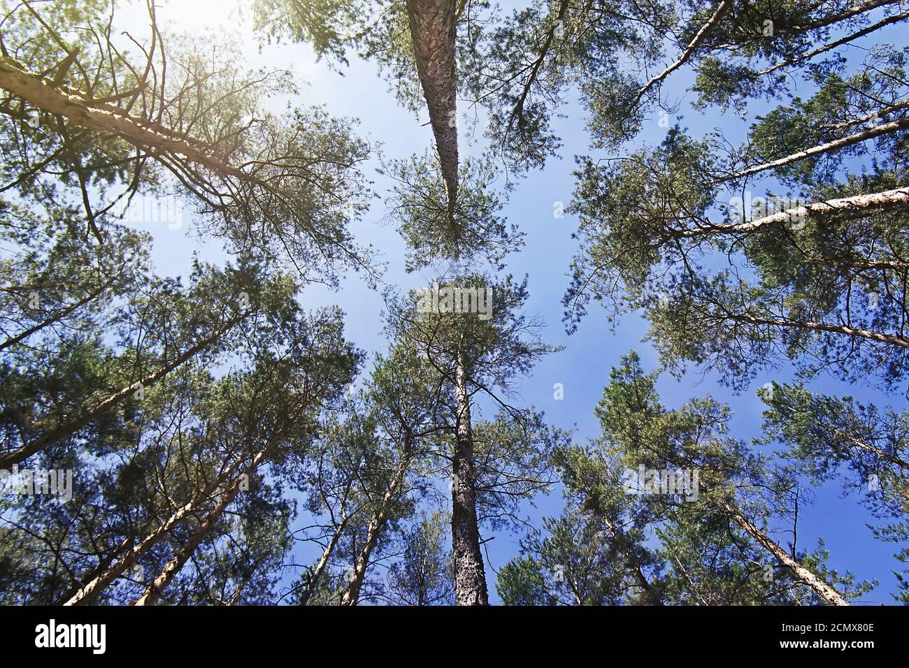 Beleuchten pinien -Fotos und -Bildmaterial in hoher Auflösung – Alamy