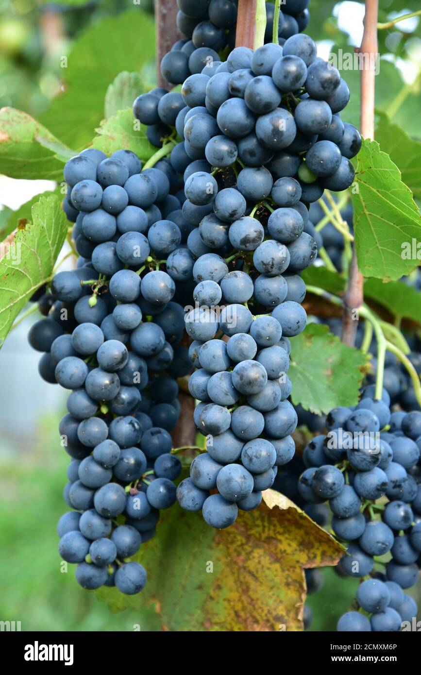 Cluster von reifen runden Form tiefblauen Wein Art von Weintraube auf ...