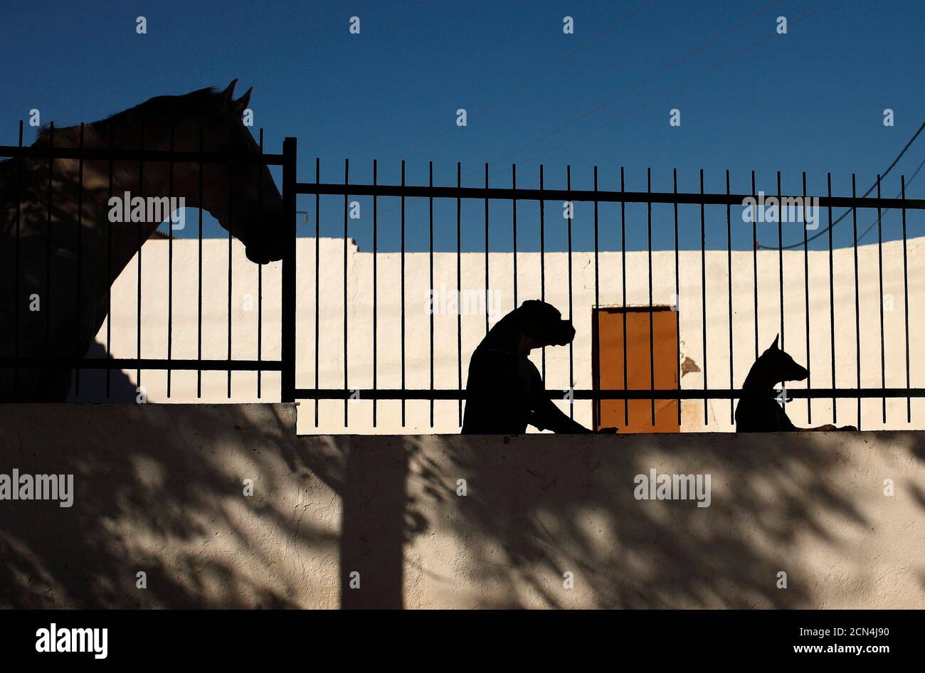 Andalusian hound -Fotos und -Bildmaterial in hoher Auflösung – Alamy
