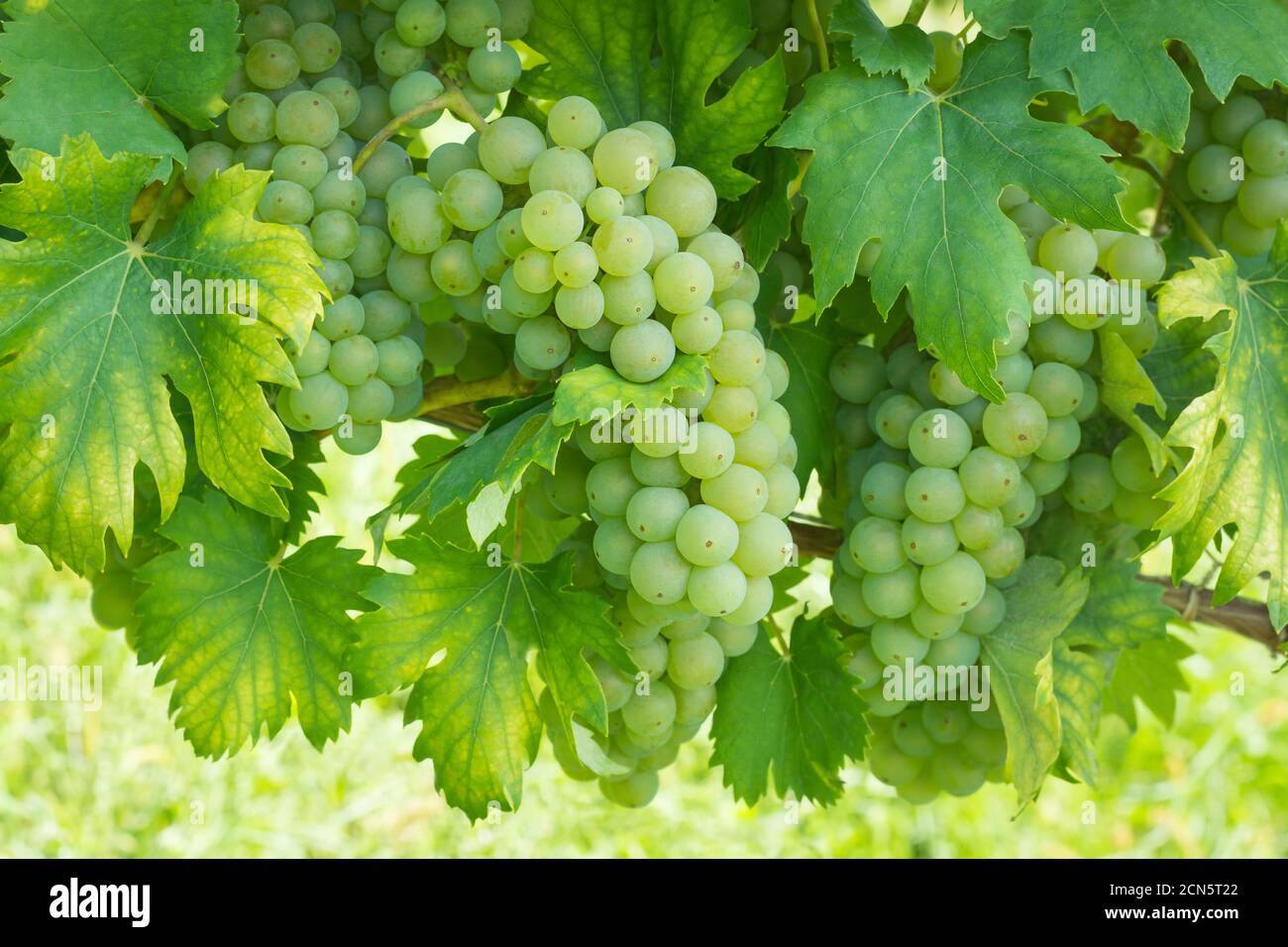 Szene traubenzweig -Fotos und -Bildmaterial in hoher Auflösung – Alamy